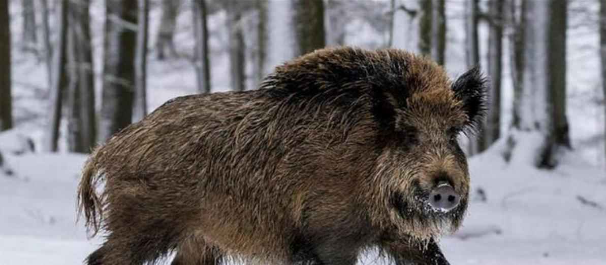 Canada has bred a super boar! Damn America! Spreading like cancer can't ...