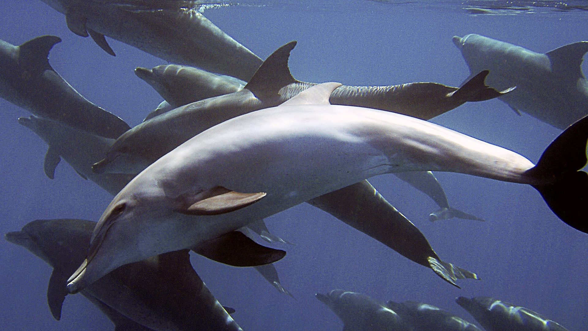 Unverifiable Cetacean Species! Was what they saw real? - iNEWS