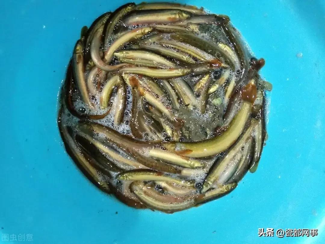 Grandma's Earth Pot Bacon and Tofu Stewed Loach - iNEWS