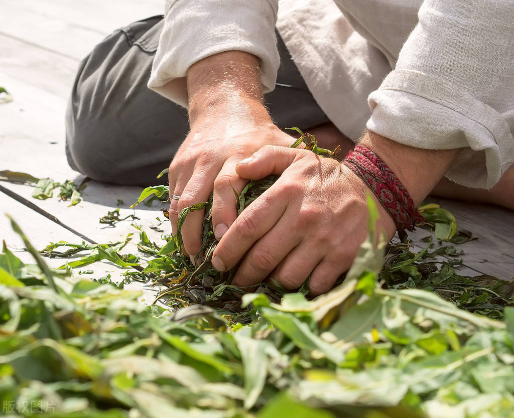 Aging tea - the production process of selenium green tea - iNEWS