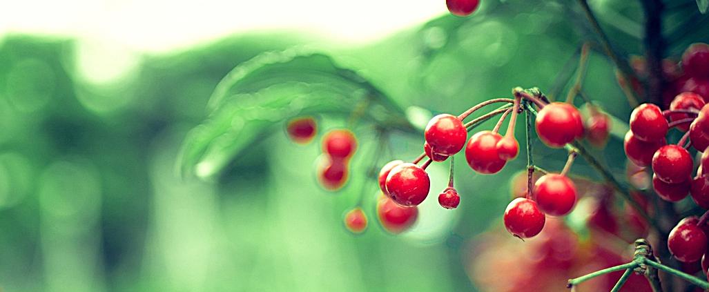 Cherry red in early summer, ten poems about cherries, the taste of ...