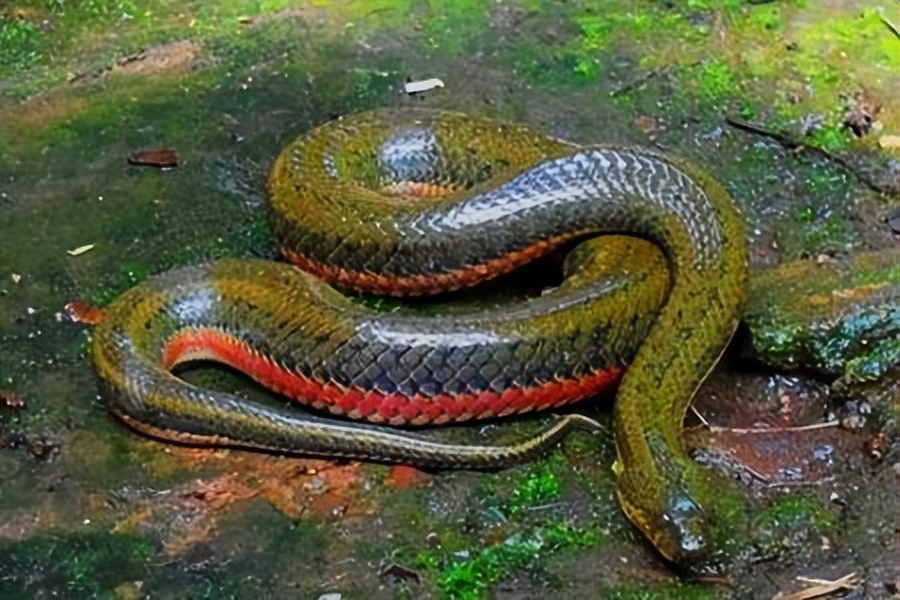 Do you still misunderstand the Chinese water snake? - iNEWS