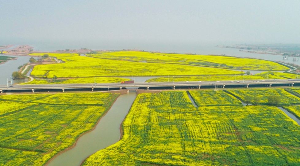Yangzhou canola flowers bloom in early spring!Here is a treasure trove ...