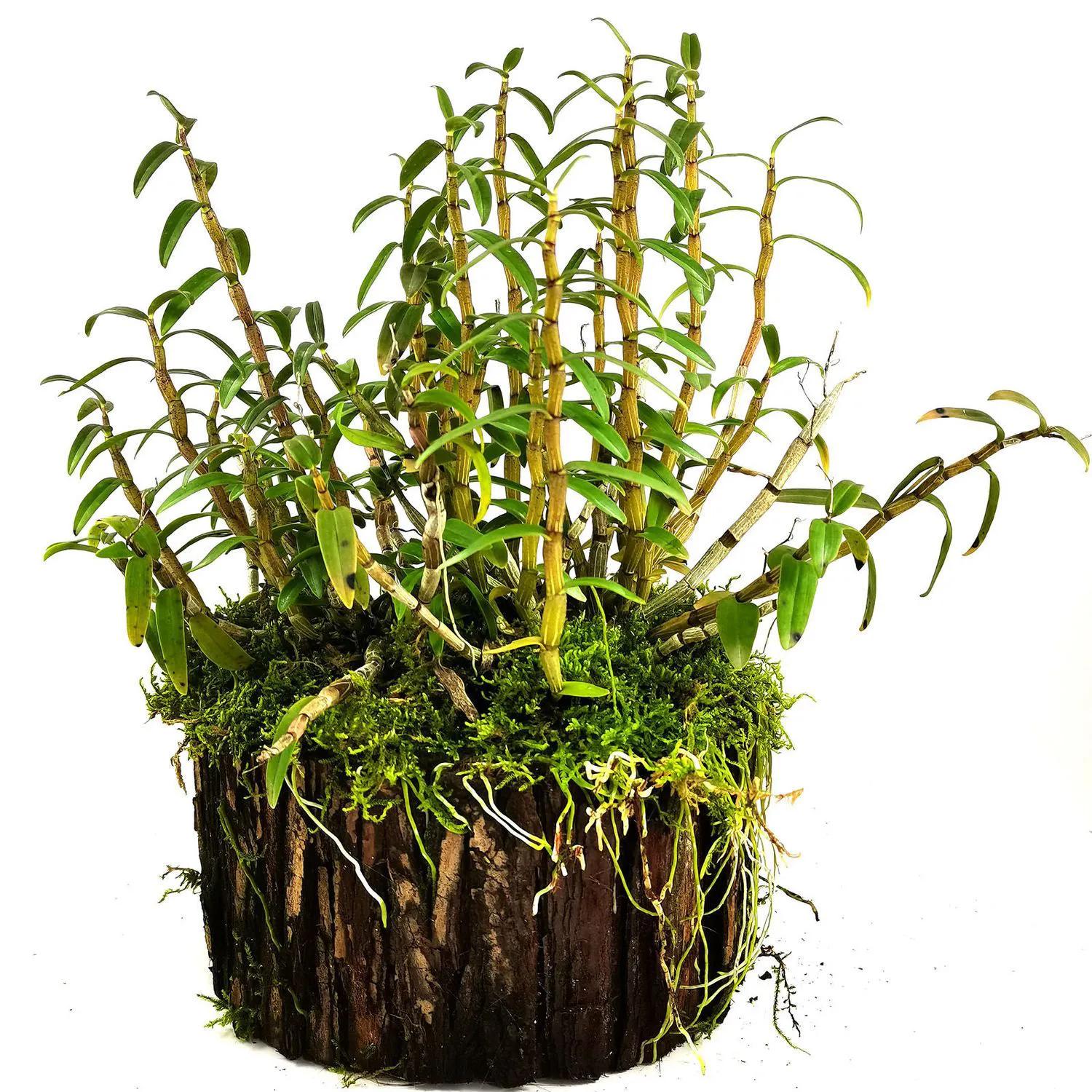 How to grow Dendrobium, which is beautiful and simple - iNEWS