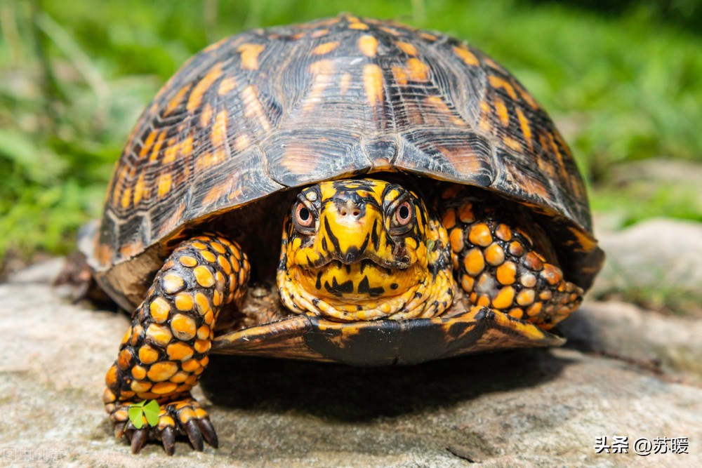 Turtle fungus?Teach you 3 steps to cure fungus - iNEWS