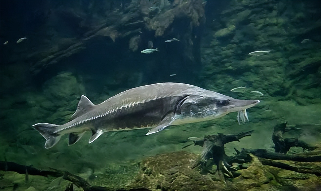 The three major sturgeons in Xinjiang are all treasures, and they ...