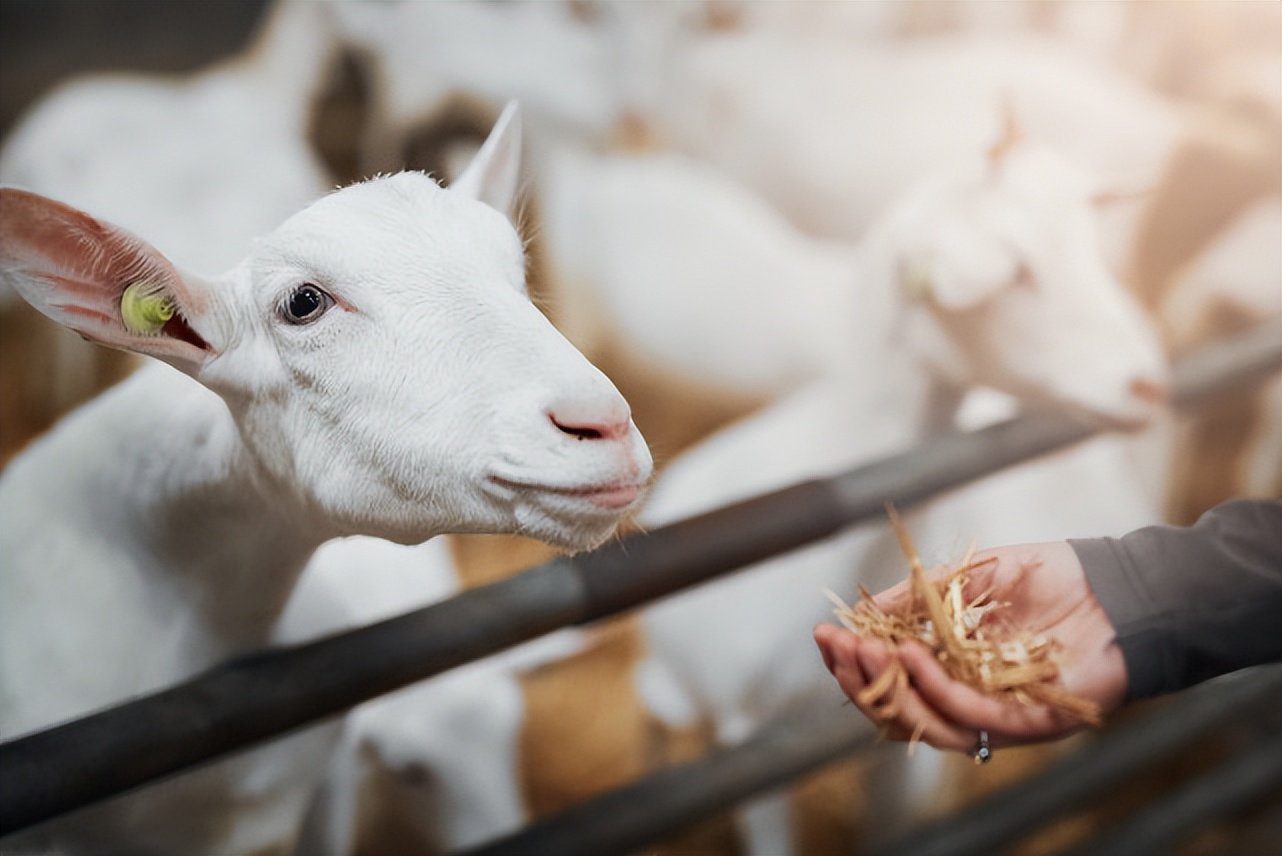 Fast fattening feed formula for mutton sheep, what can fattening sheep ...