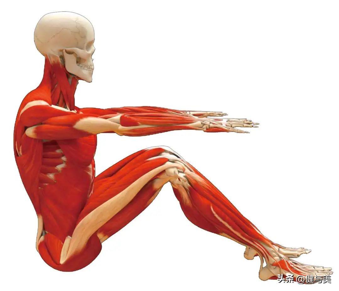 "Half-way rolling of the back" to correct bad posture - iNEWS