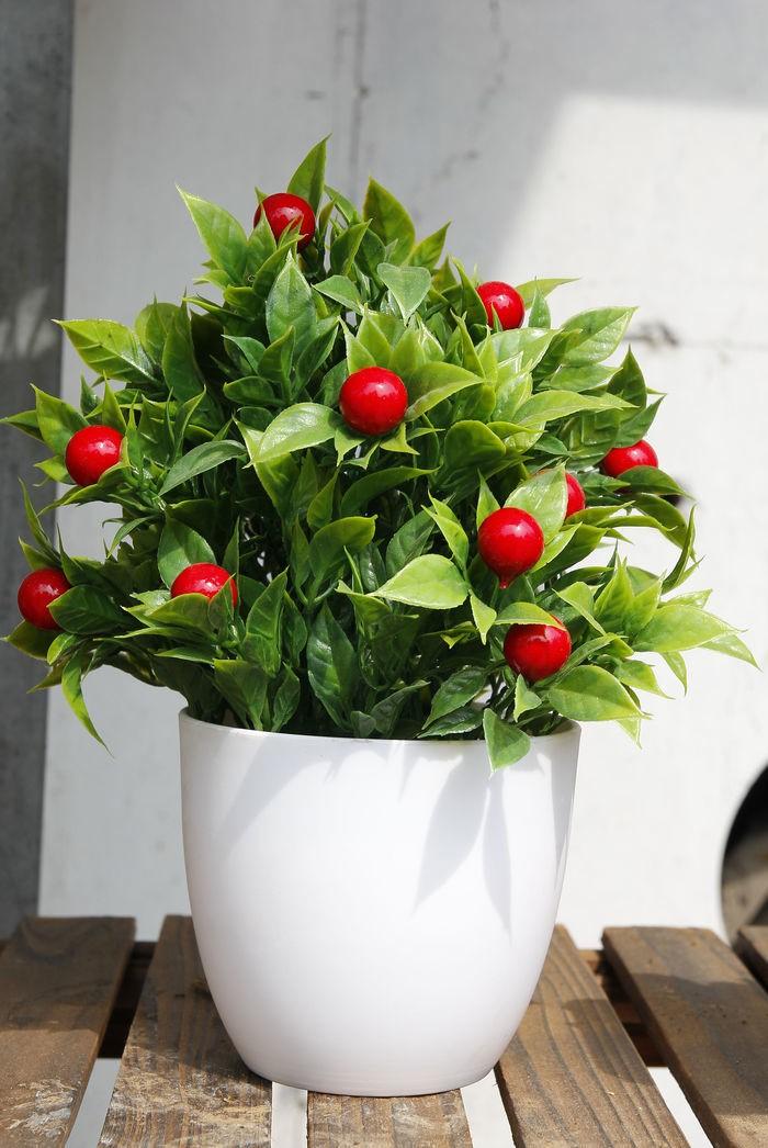 To grow flowers, grow roots first, and use "it" for flowers and plants ...