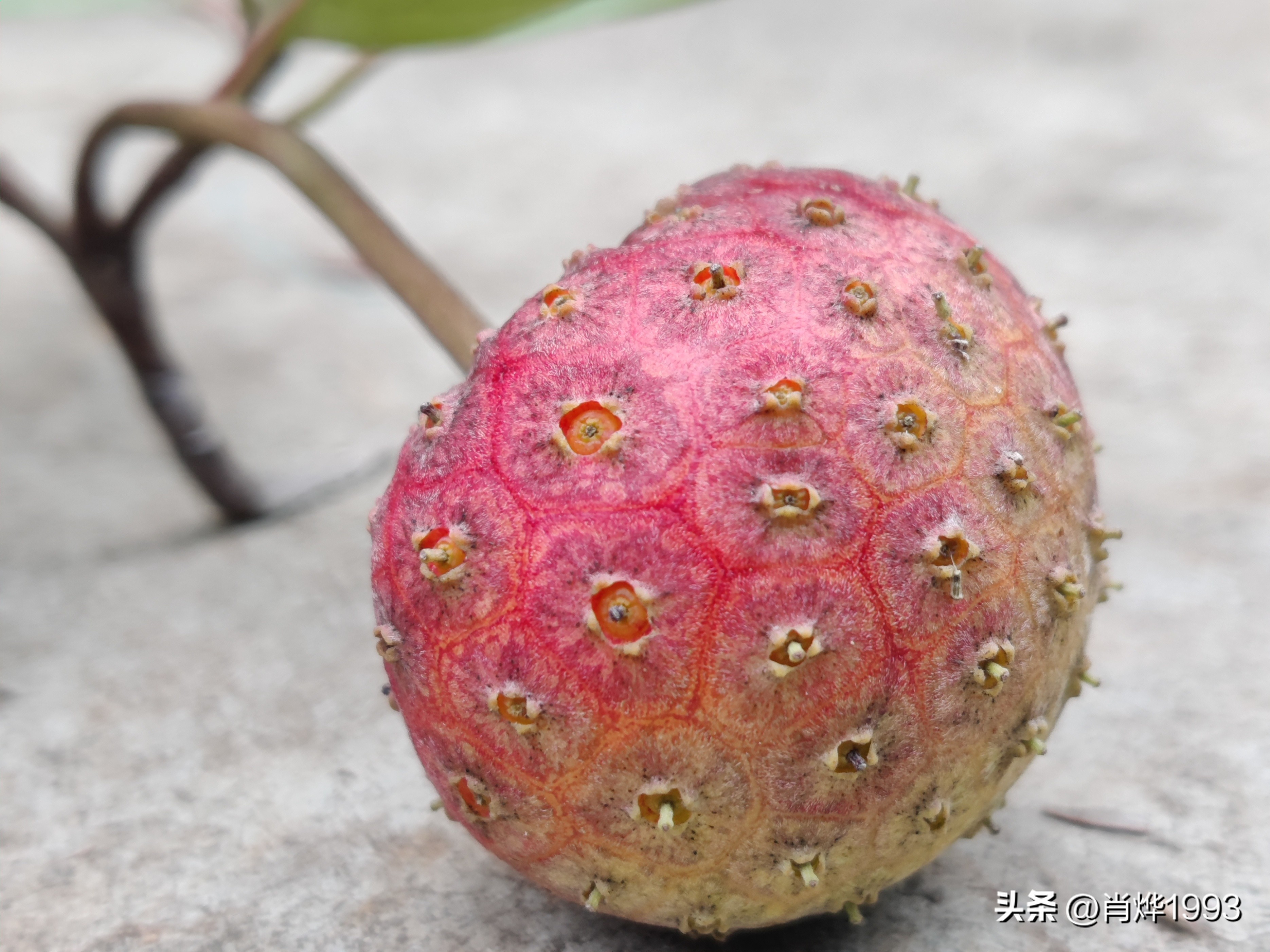 Close-up shot of wild lychees in the mountains - iNEWS