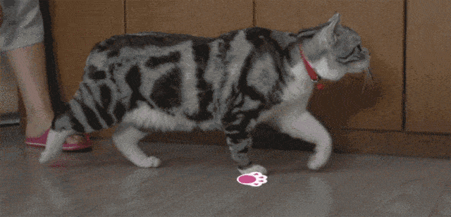 The different postures of cats pulling Baba actually represent ...