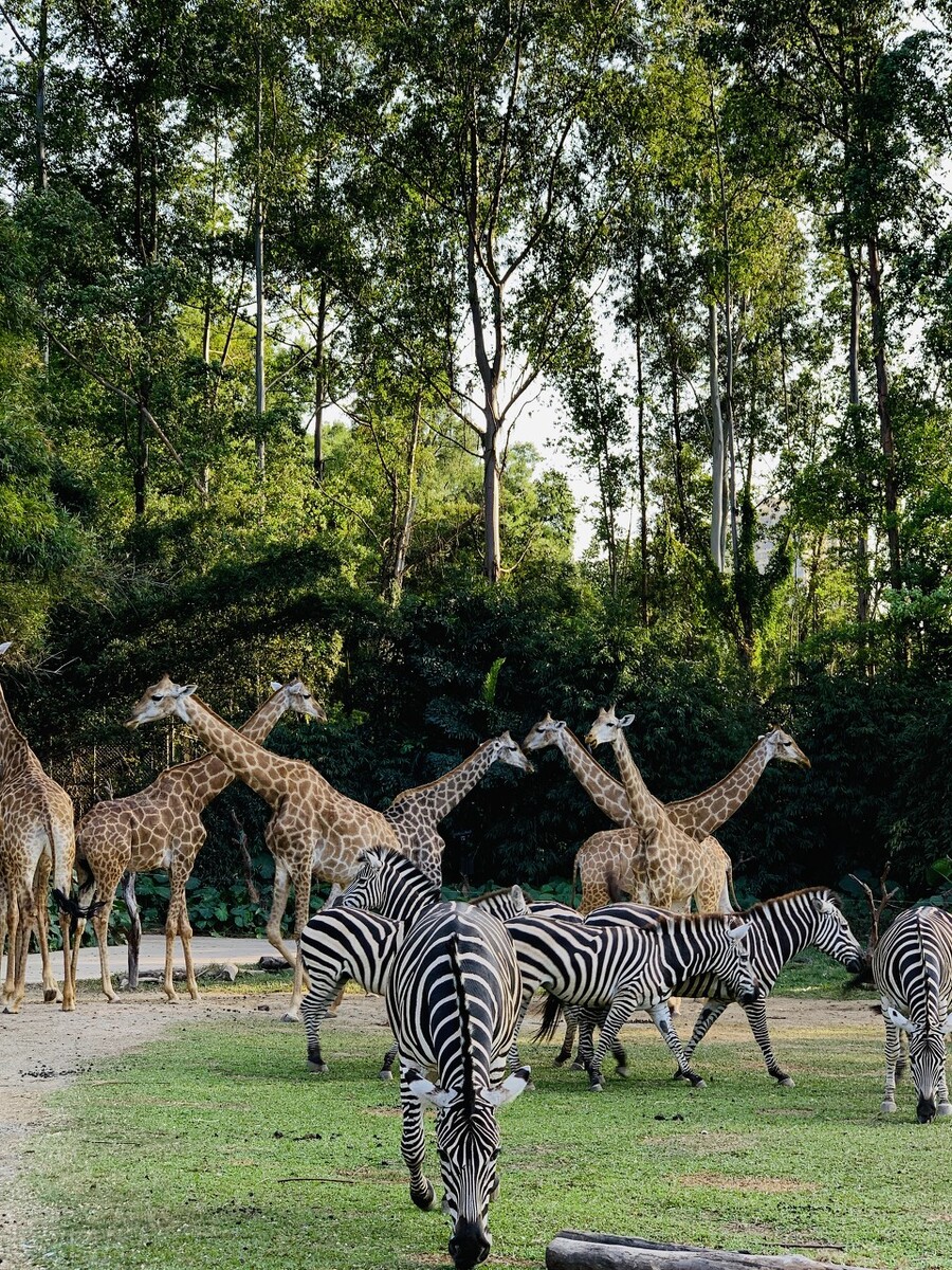 Analysis of the Reasons for the Overcrowding of Guangzhou Zoo on March ...