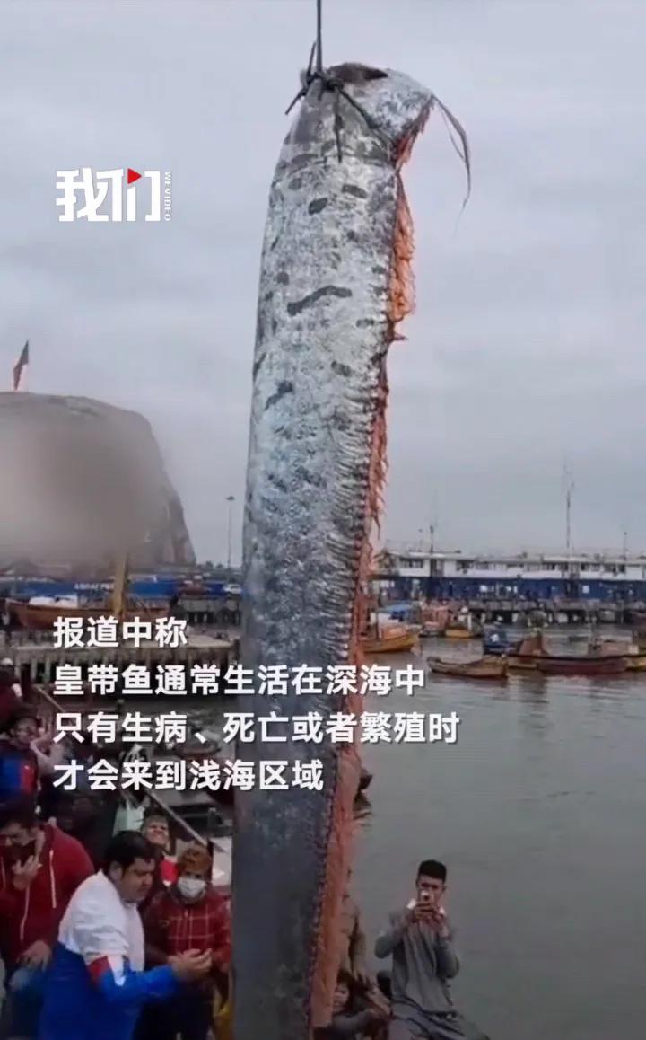 Fishermen catch a 4.9-meter earthquake fish (Oarfish), commonly known ...