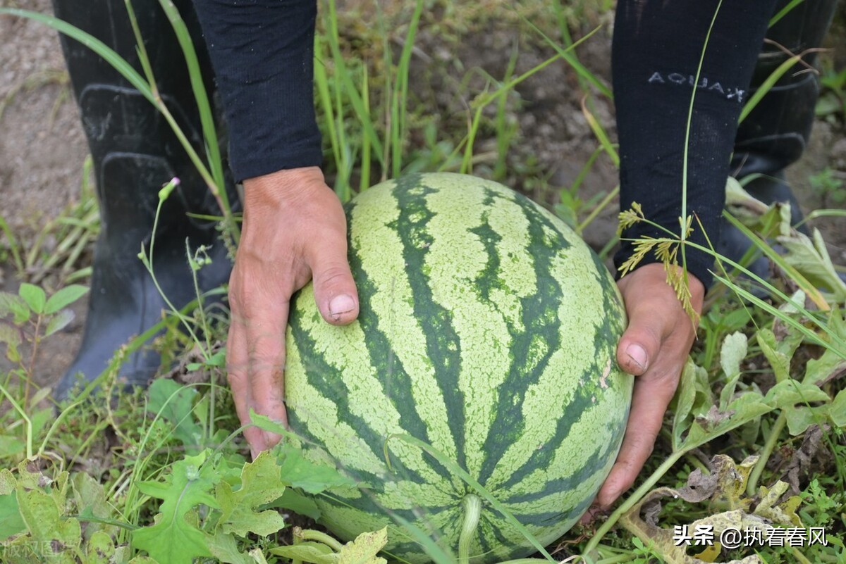 Crisp and Delicious Watermelon Rinds - iMedia