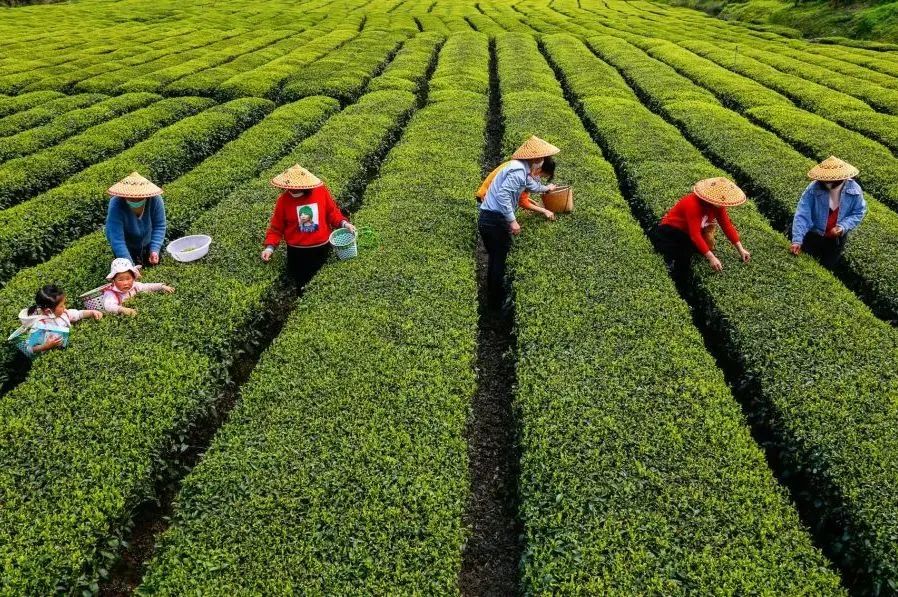 "Hubei Tea Ceremony" Lichuan Red - the best taste of the world's ...