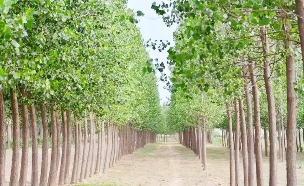 In the Qin and Han Dynasties, elm trees were often planted at the ...