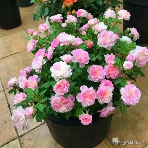 List of common miniature rose varieties (6) - iNEWS
