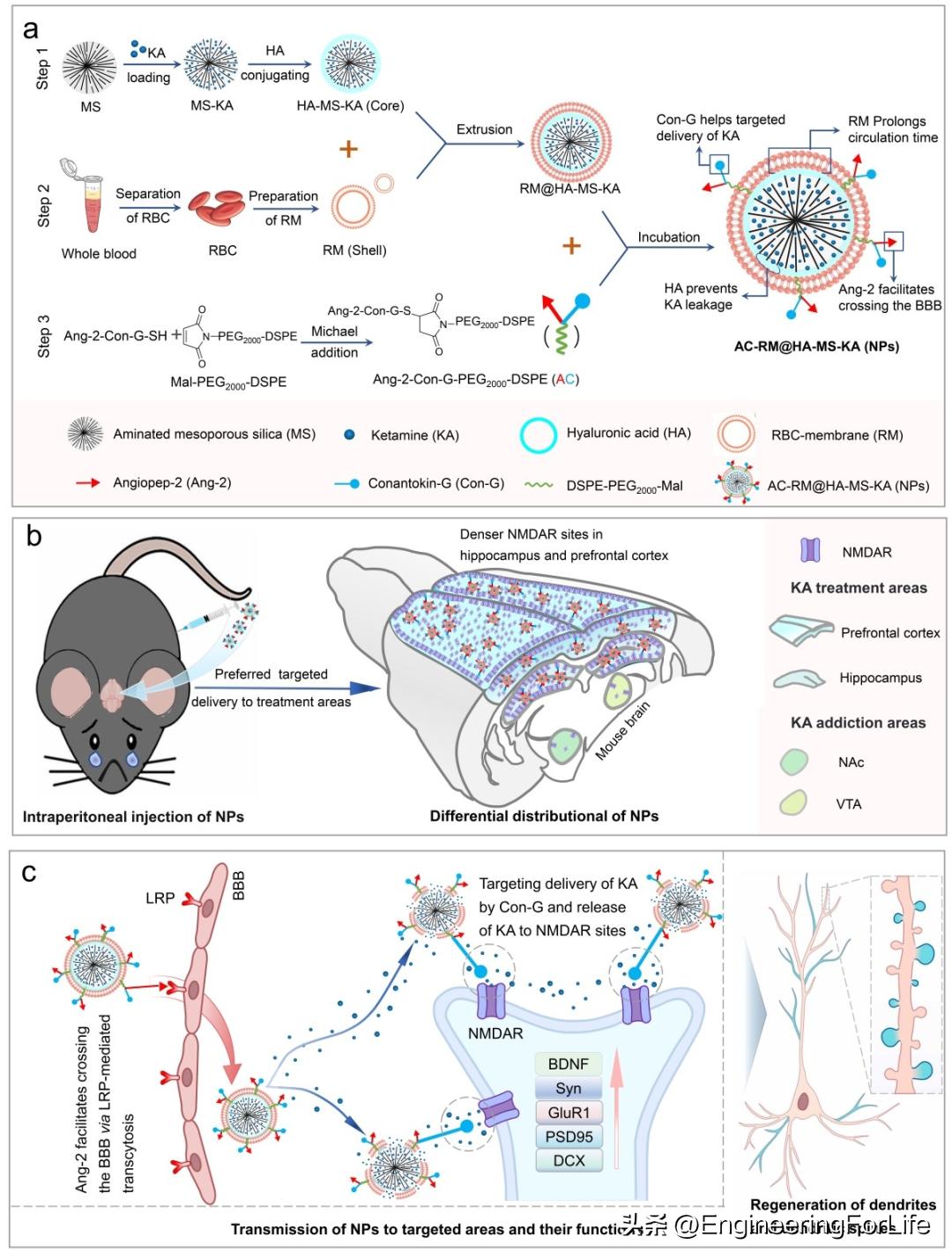 A multifunctional nanocarrier system for efficient targeted drug ...