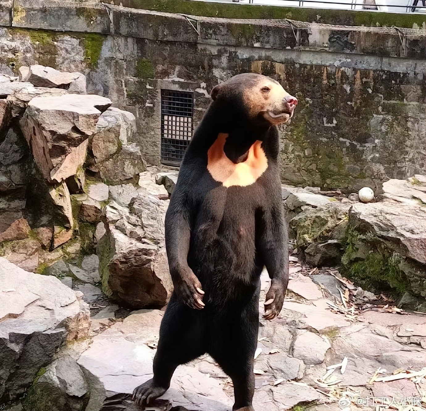 What is the origin of the "black bear" in Hangzhou Zoo, which is ...