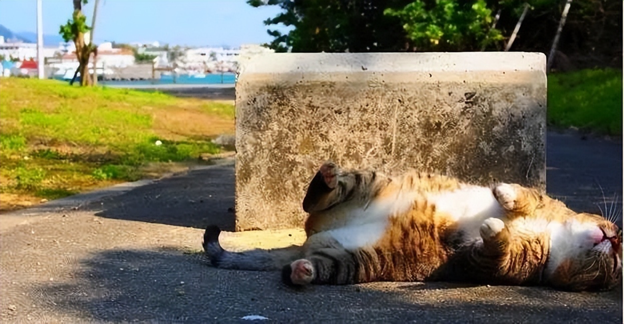 Cat Island, Kashima, Rabbit Island, those cute little islands in Japan ...