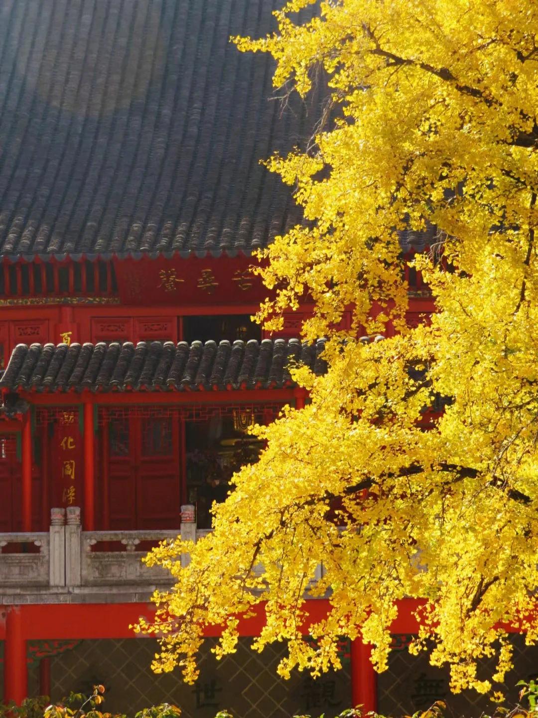 7 ginkgo check-in places in Nanjing in autumn, all of them are ...