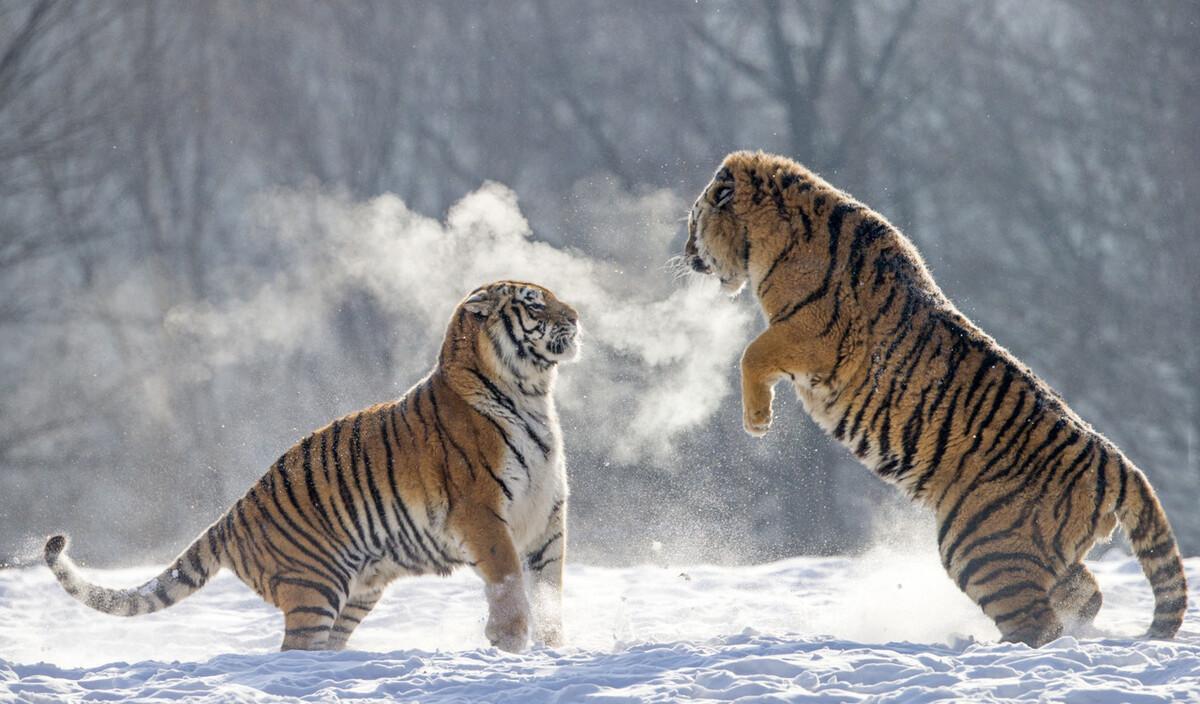 The secrets of tiger reproduction and mating are revealed: tough guys ...