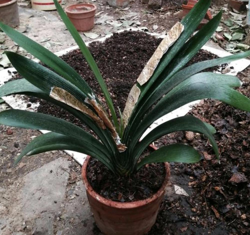 3 kinds of flowers grow into "trees", which can live for 20 years - iNEWS