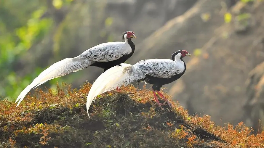 What are the historical origins and protection measures of the rare species of white pheasant ...
