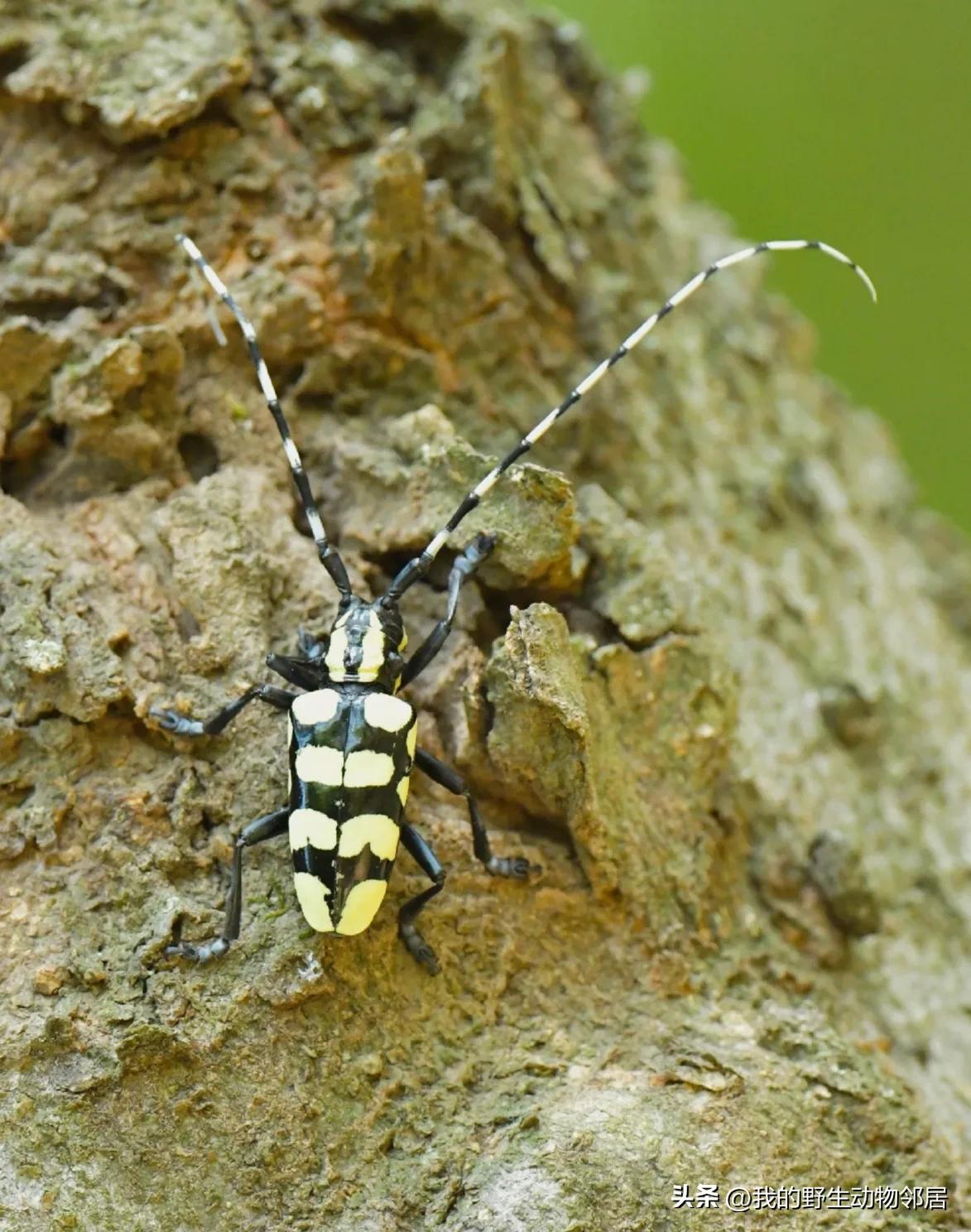 Neem star beetle - iMedia