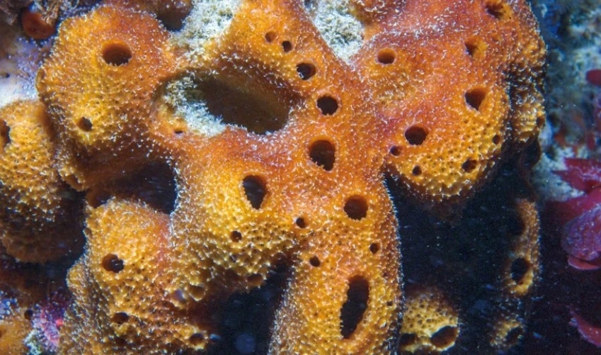 SpongeBob SquarePants is 36 years old, did you know that there might be ...