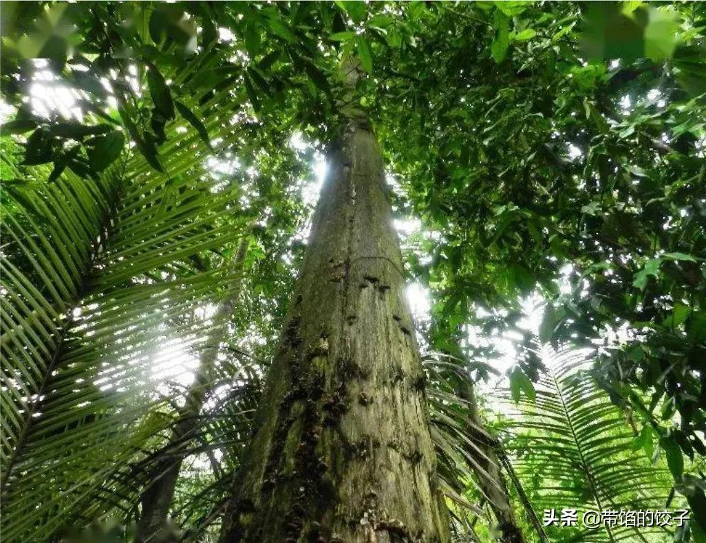 Why is agarwood so expensive? - iNEWS