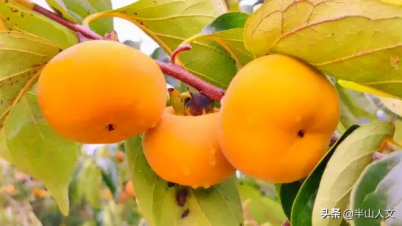 Wuhua specialty snacks-Datian persimmon - iNEWS