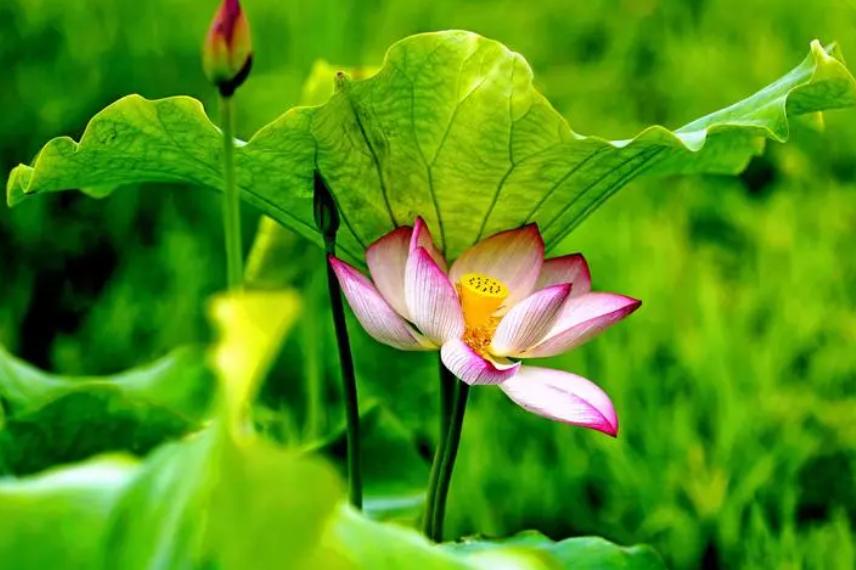 Guests [Wang Hailiang, Wan Dewu, Xie Liangkun, Li Junru] - iNEWS