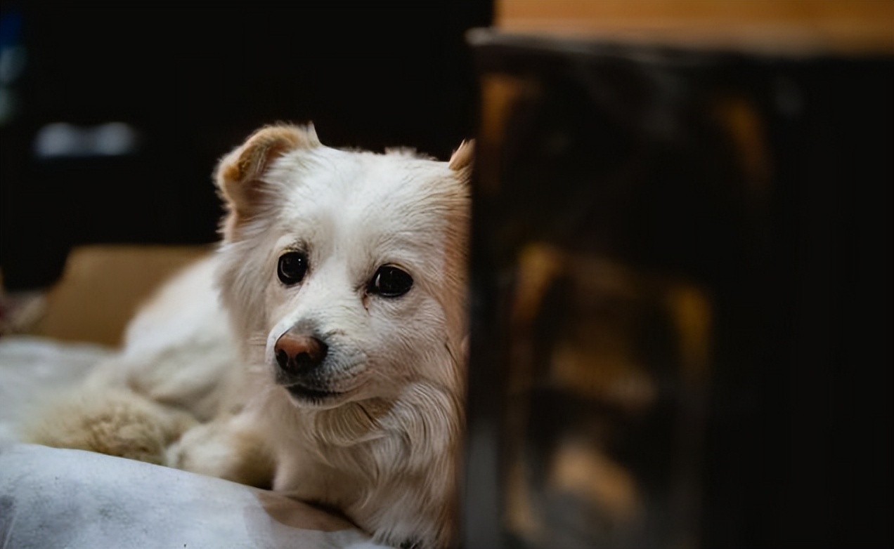 Watchdogs will accept their fate when they are beaten, and pet dogs ...