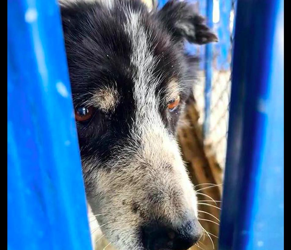 The loyal dog waits for its owner on the construction site for many ...