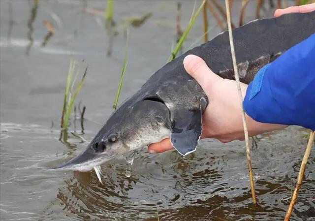 The Yangtze River is "crying"! Giant alligator fish are rampant in the ...