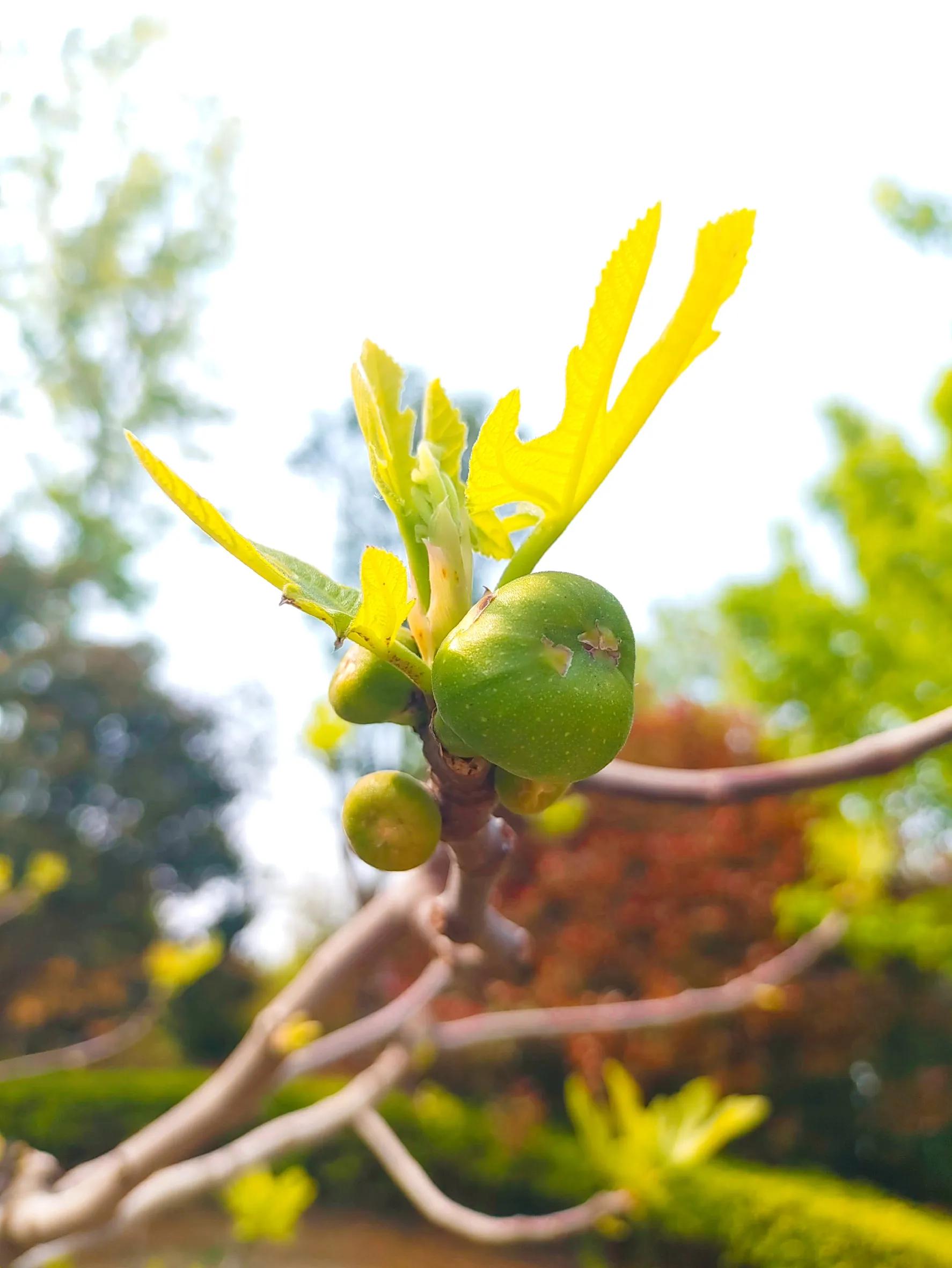 Figs, leaves and fruits, flowers in the fruit, leaves on the branches ...