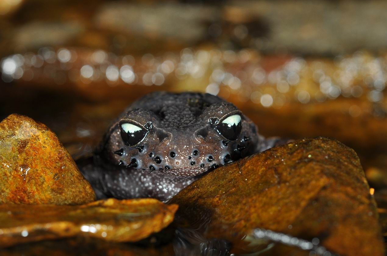 In Ailao Mountain, there are not only sorrowful scientific expeditions ...