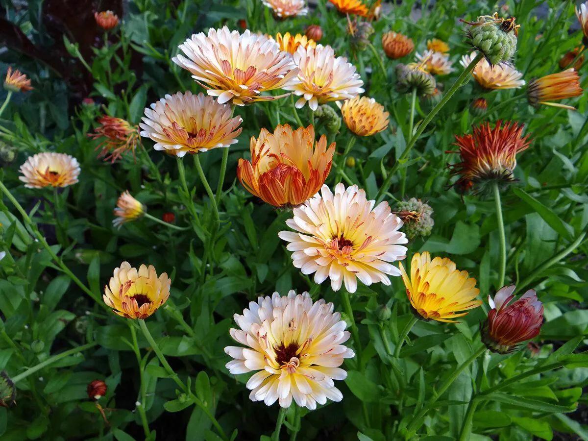 Plants from seed sown directly in flower beds - fast germination and ...