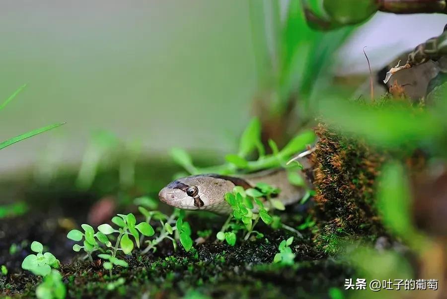 Strong Chinese Snake - iNEWS