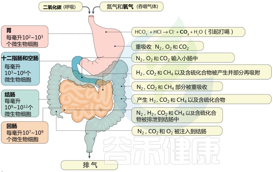 What is the effect of intestinal gas, and how does diet affect it? - iMedia