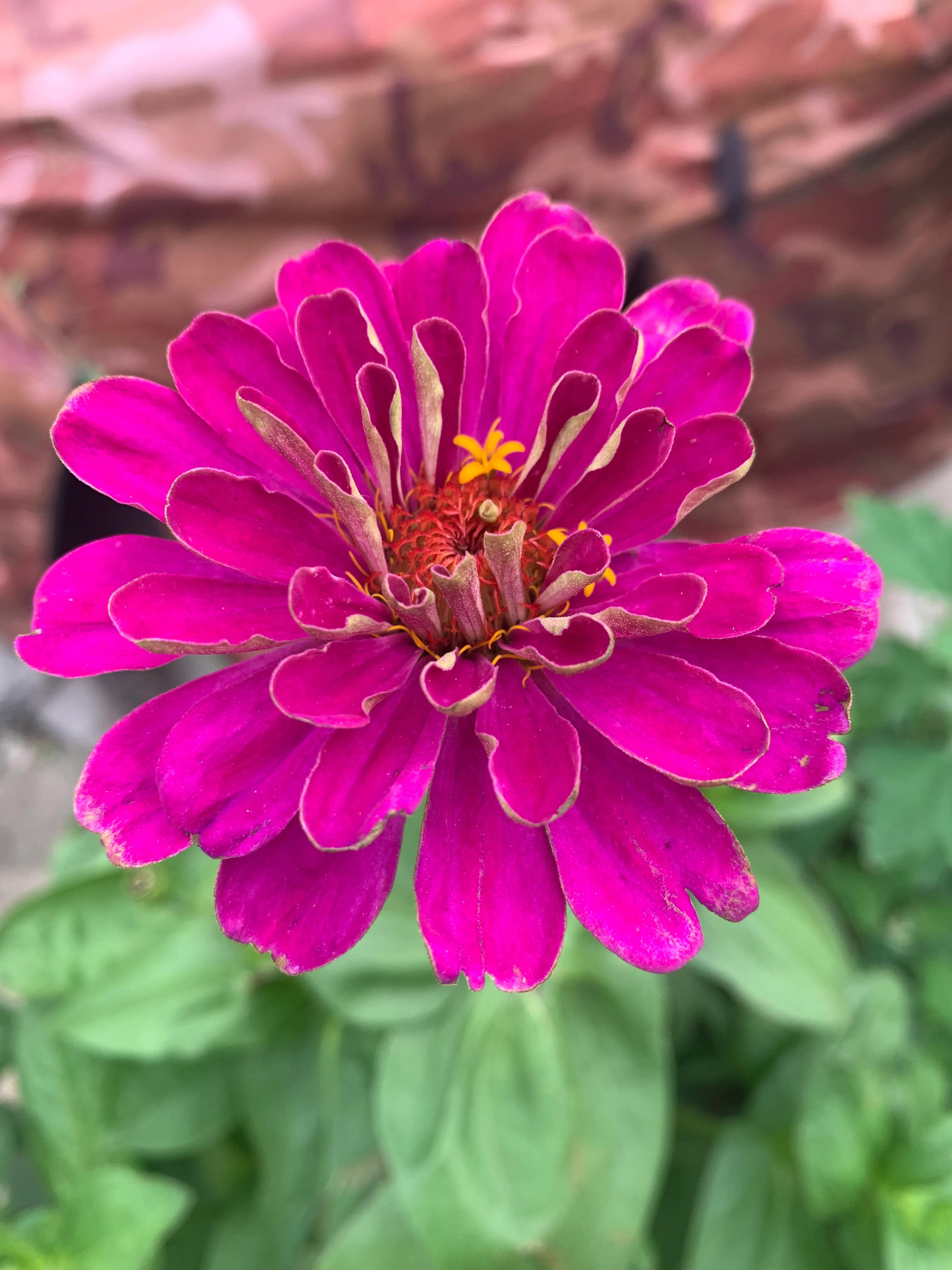 Fancy world. Zinnia, also known as Zinnia et al. - iNEWS