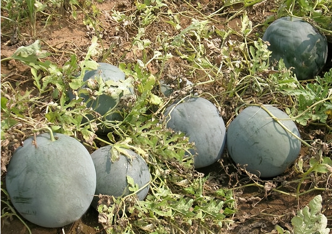 Hezhou specialty - Xindu red melon seeds - iNEWS