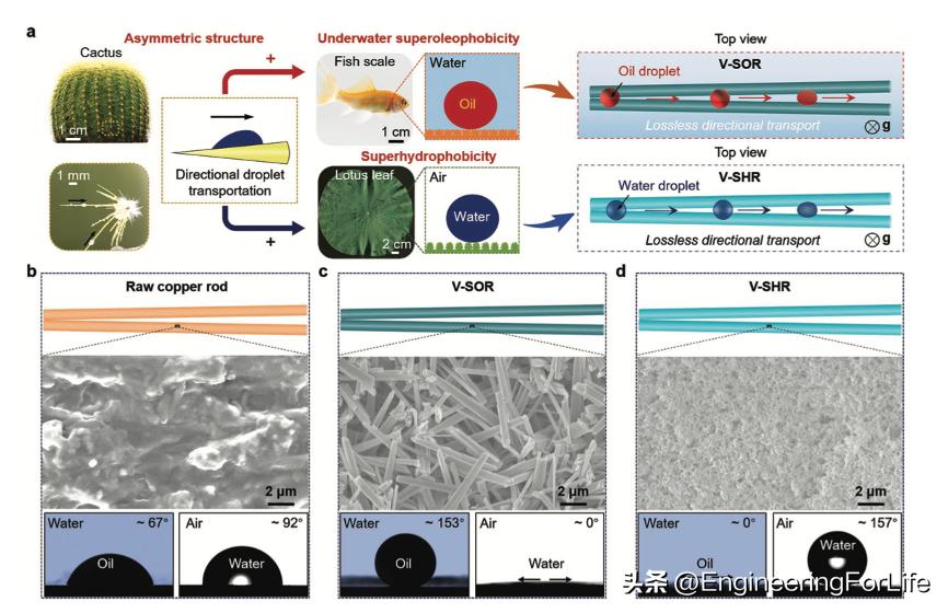Multiple bionic structures! Super-wetting V-shaped track realizes ...