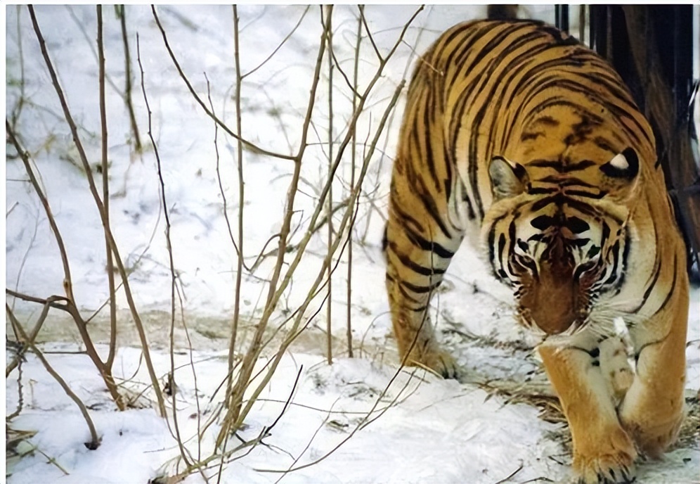 There are also tigers and leopards in Xinjiang, one is extinct and the ...