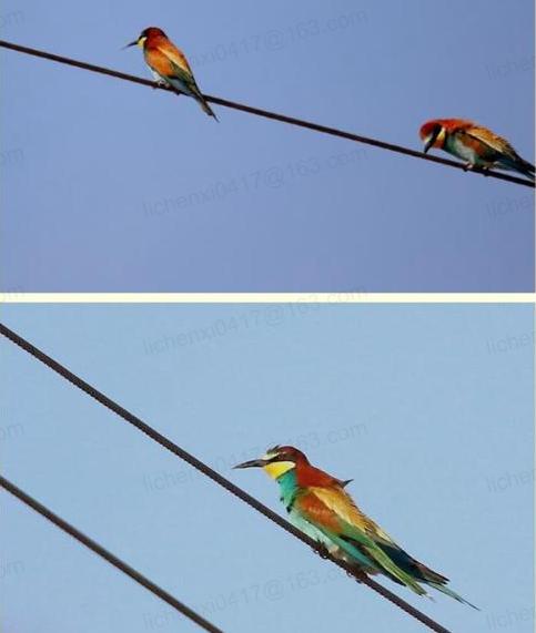 The yellow-throated bee-eater, one of the four "beauties" in the bird ...