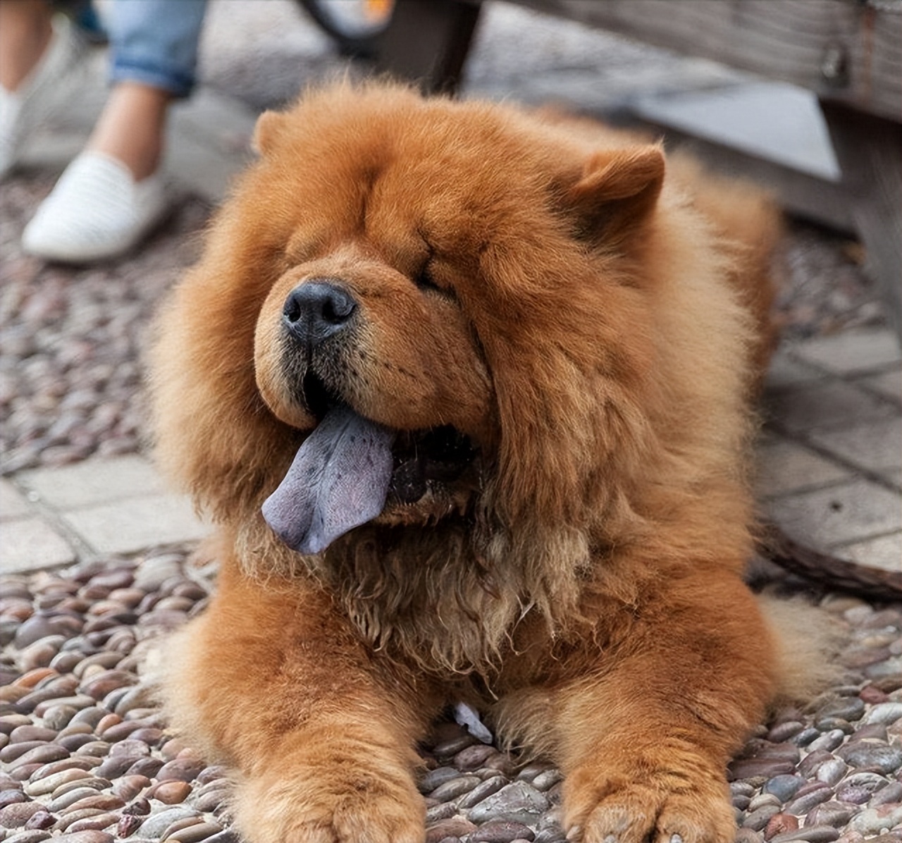 Why are fewer and fewer people raising "Chow Chow"?Netizen: I want to ...