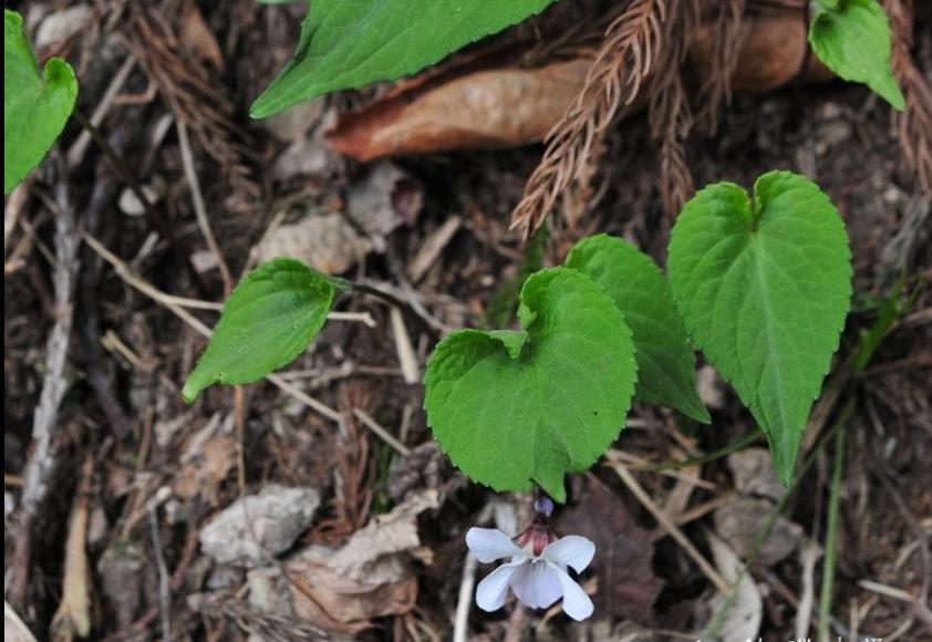 Wild Wildflowers, Viola and its Eleven Brothers - iNEWS