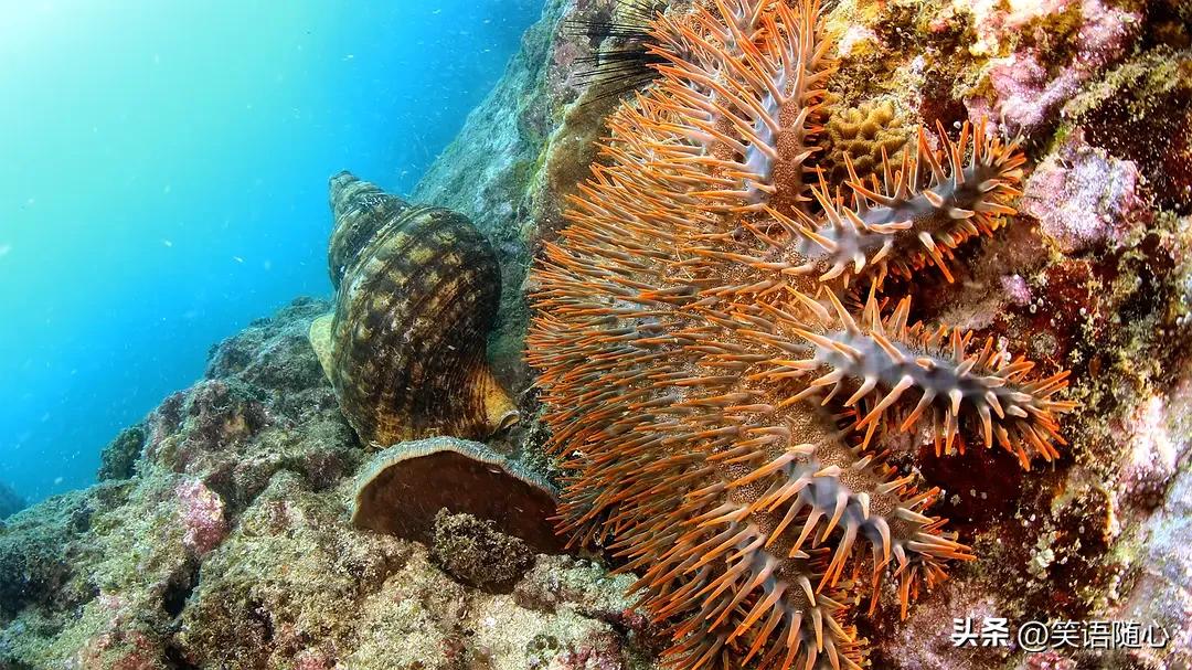 Laughter Watching/Ocean Documentary - "The Blue Realm" - iNEWS