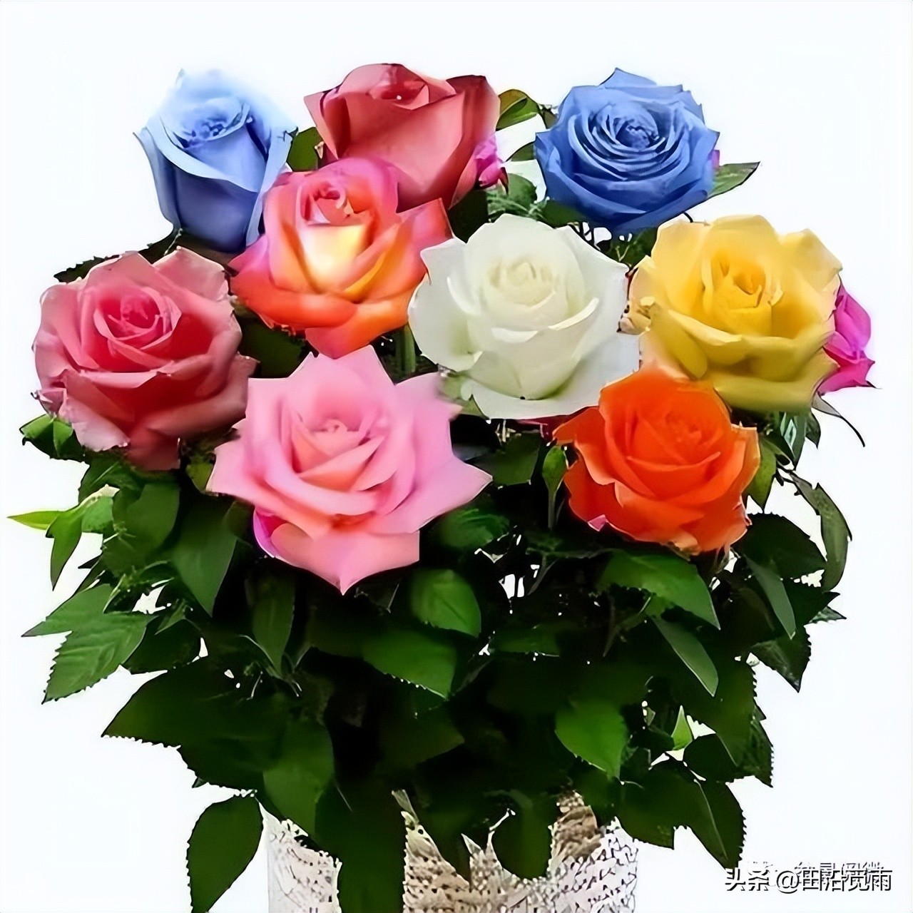 Beautiful and easy to grow multi-color roses, have you ever seen them ...